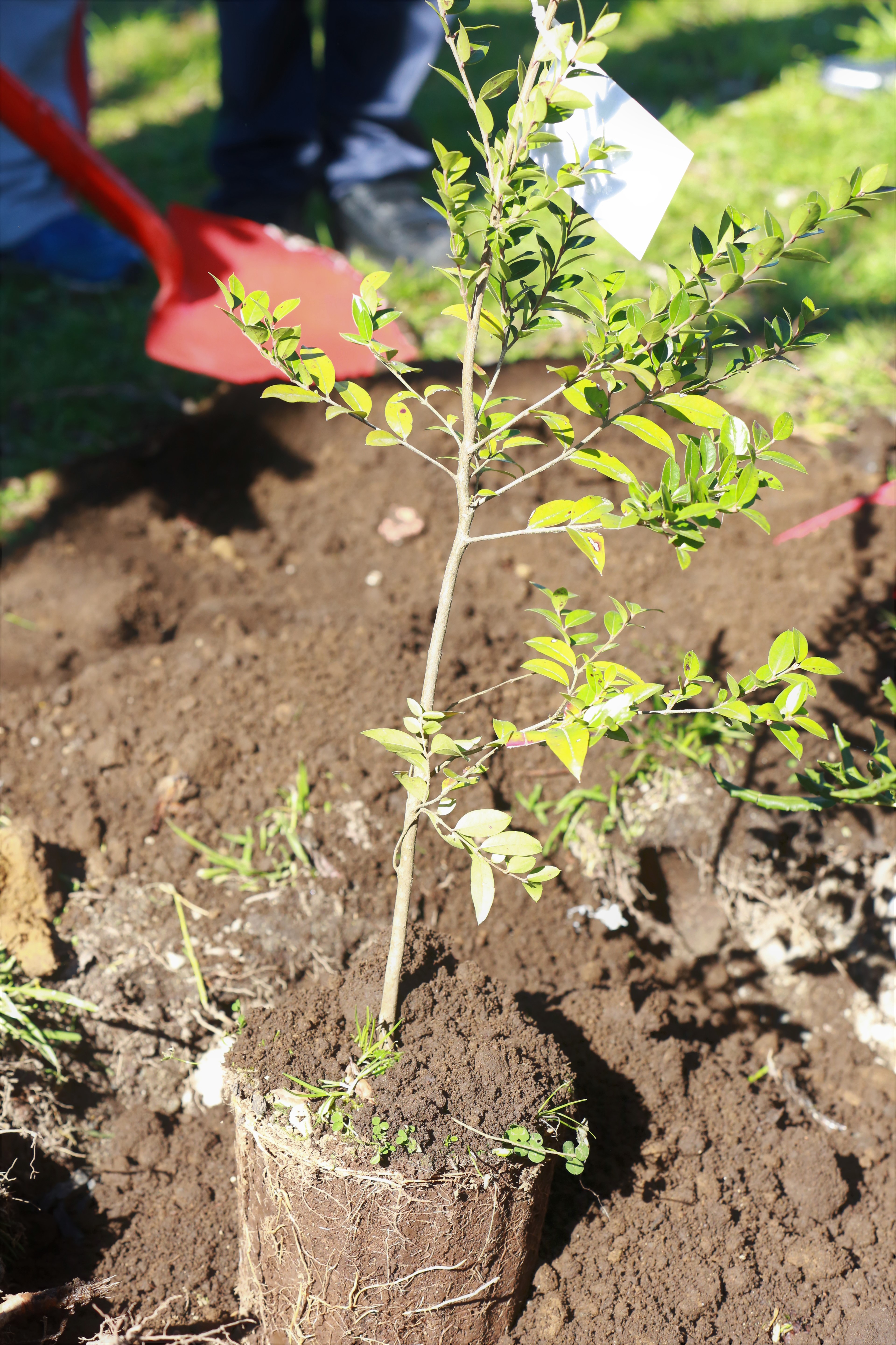 Tree Planting Ceremony