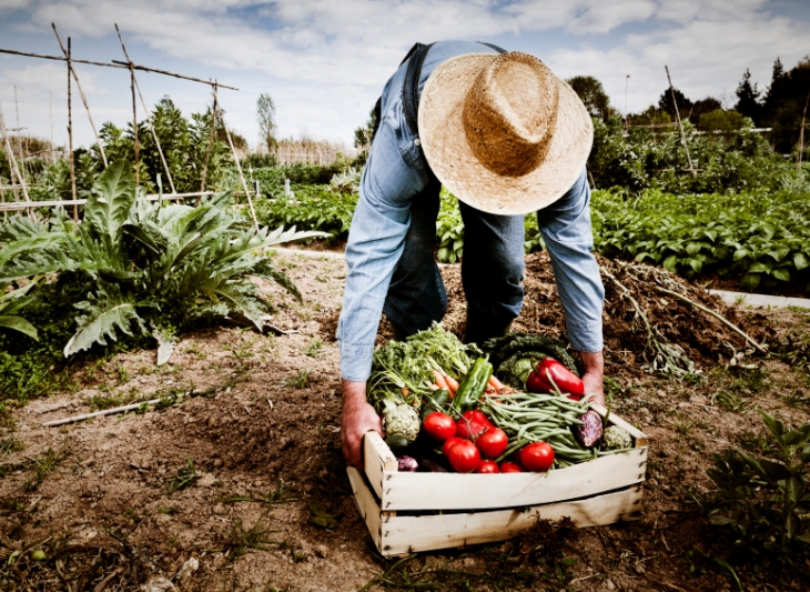 Putting food first in the APEC region | APEC